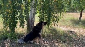 Монгольским банхарам 10мес вольготно в Липецке #shorts, #банхар, #алабаи, #волкодав, #овчарка