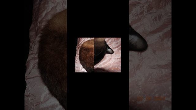 Cat Musik is tired