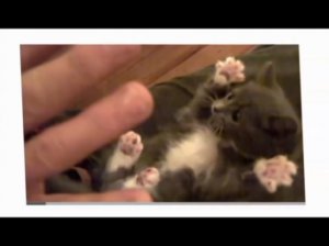 Super Cute Animals