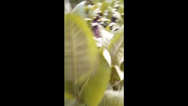 Берли Краснодарский обзор.mp4