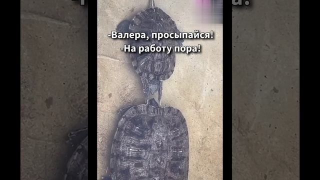 Валера, просыпайся!?