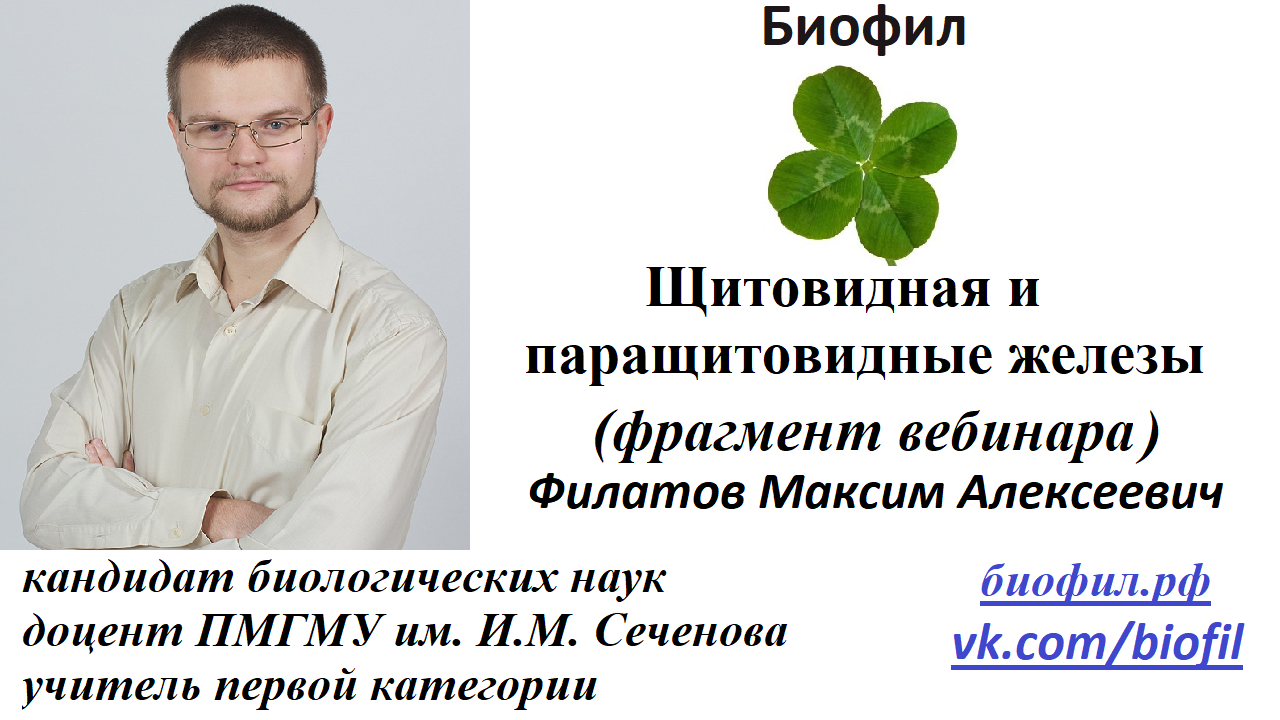 Щитовидная и паращитовидные железы || Биофил. Подготовка к ЕГЭ, ОГЭ, ЦТ и ЕНТ по биологии.