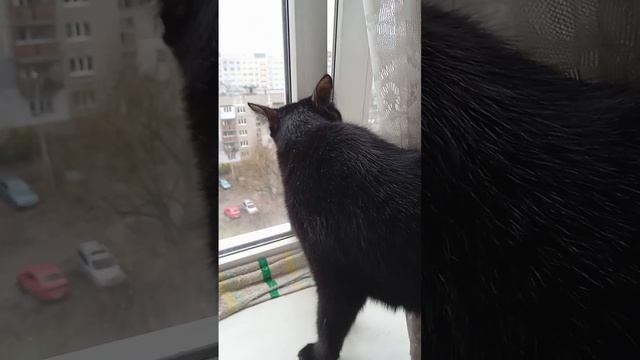 с новым годом