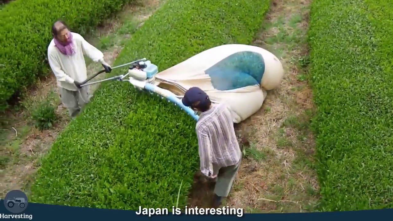 Производство японского чая