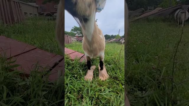 новая мода быть козлом