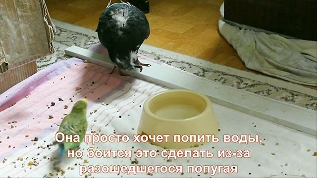 Попугайчик Рома и голубка  ✿ Parrot Rouma and dove.mp4