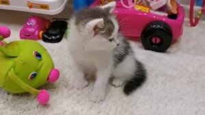 Спасение маленьких котят. Котята чуть не погибли ШОК