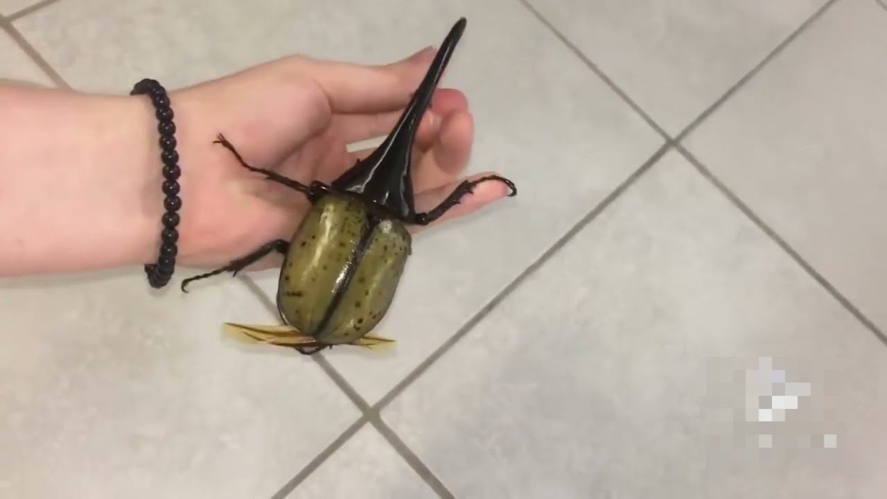 Нашествие жуков. Подборка