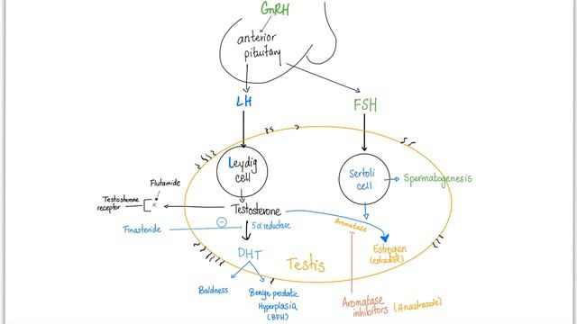 Spermatogenesis - Reproductive System - Biology - MCAT - смотреть видео ...