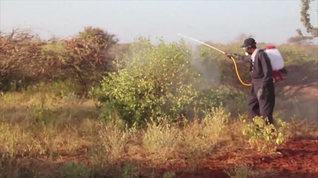 Невиданное нашествие саранчи опустошило Восточную Африку