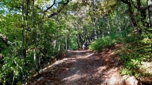Стихотворный перевод американской народной песни Wayfaring Stranger