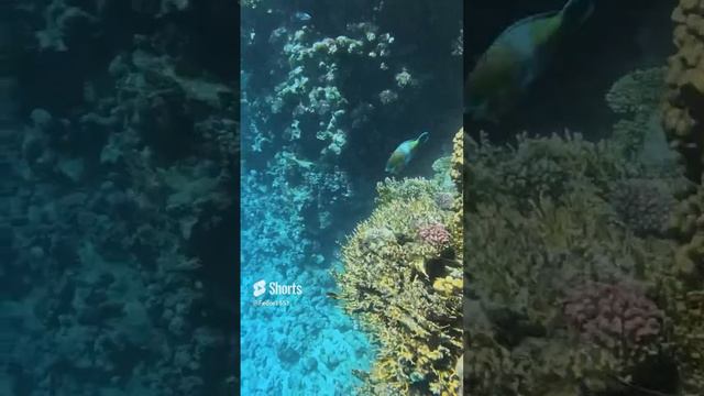 КРАСОТА КРАСНОГО МОРЯ / ПОДВОДНЫЙ МИР /