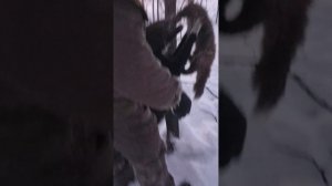 Продолжаем ,натаскивать Вегу часть 2!!!!!
