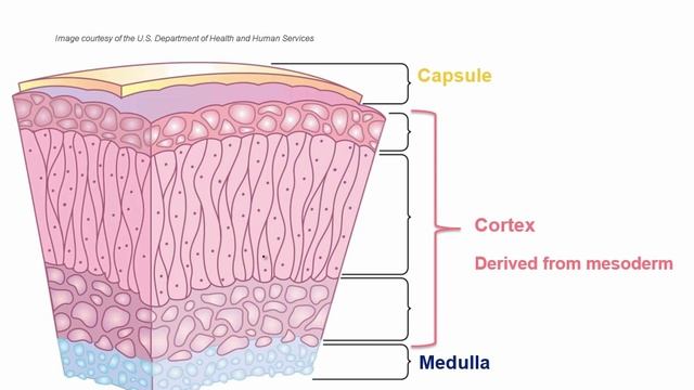 USMLE RX - 3.Эндокринная система - 1.Анатомия - 1.Кора надпочечников, Продолговатый мозг
