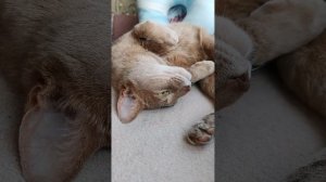 Бездельничать это моё #СимбАс