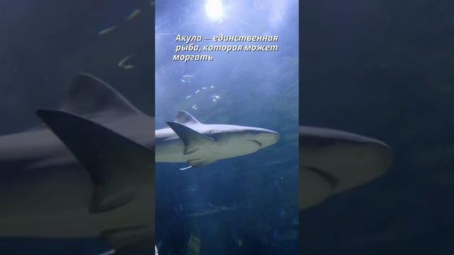 🦈🦈🦈