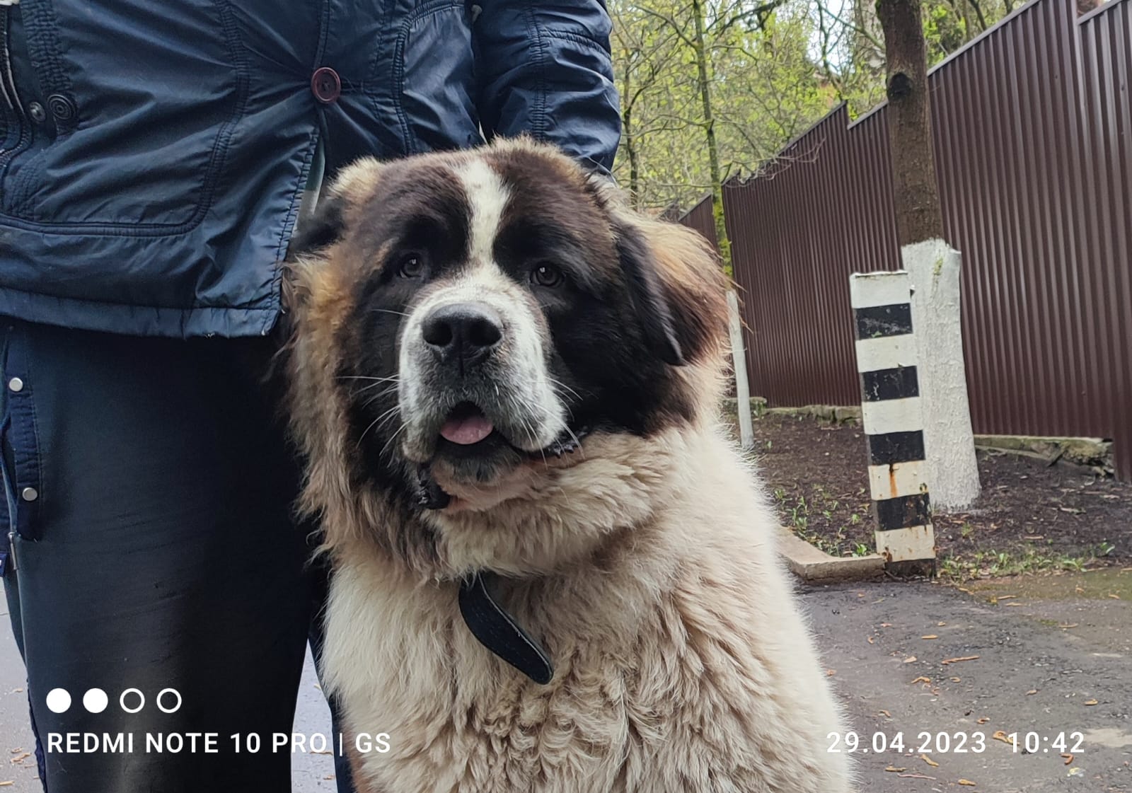 Московская сторожевая Арчи (1 год)