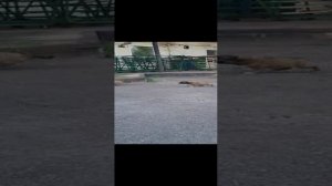 Щеночки на Хлебозаводе