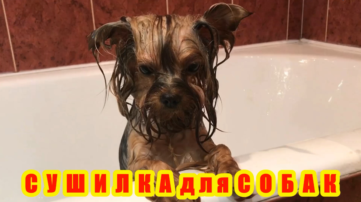 Владельцам СОБАК больших и маленьких !