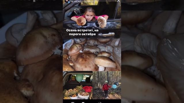 Осень встретит листопадом на пороге октября ?#гиопика #russia #рекомендации #листопад  #autumn #2023