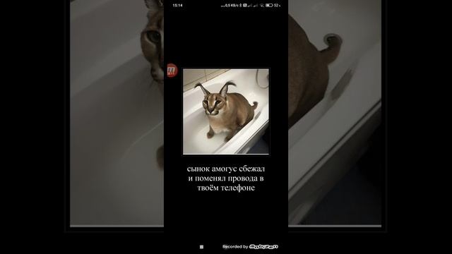 шлёпа демативатор
