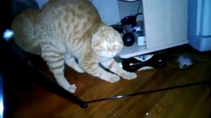 Реакция кота на цветы