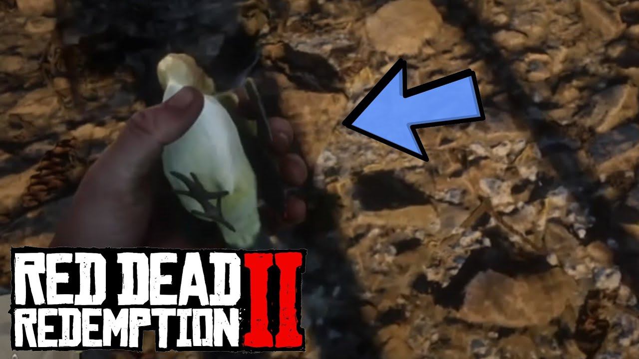 Где найти кедрового свиристеля в Red Dead Redemption 2?!