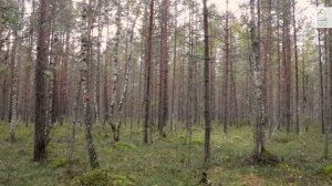 Памятник природы "Болото "Цветковский мох"