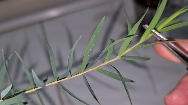 Мелалеука льнянколистная. Обрезка нового цветка.