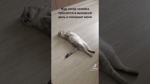 Видео №206 (TikTok)