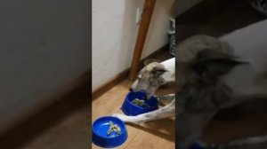 корм для собак ГЛЕБУШКА кушают всем семейством)))