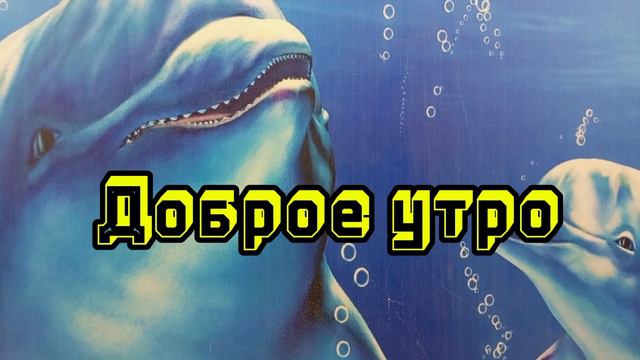 Дельфины