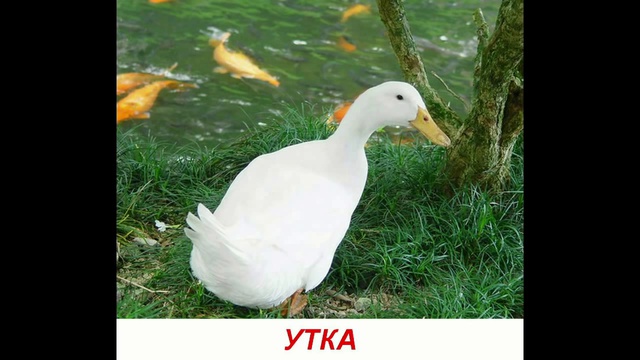 Звуки животных для малышей