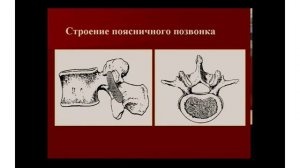 Цикл лекций по вертебрологии "Позвоночник как основа здорового организма"