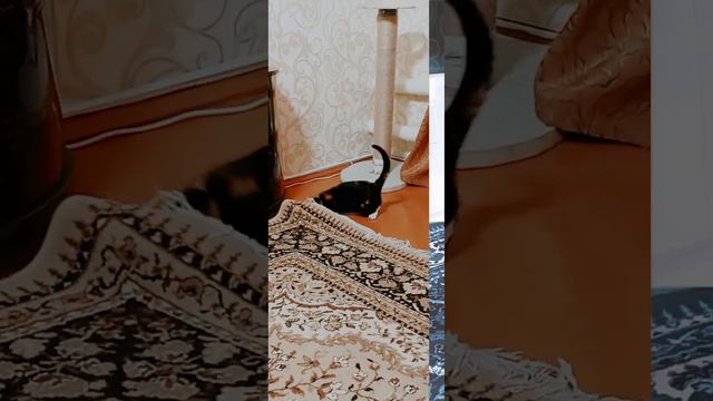 , кому на Руси жить хорошо, котейке😊
