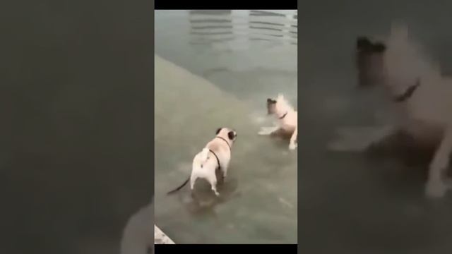 funny dogs 62#Shorts./забавные собаки