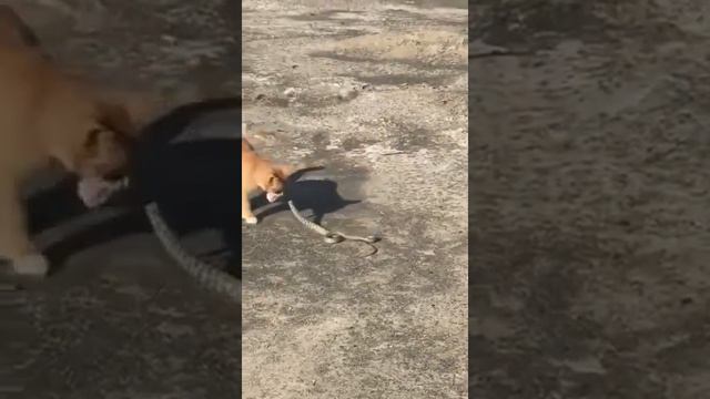 Кот-терминатор.