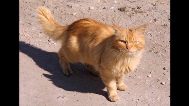 Девочка и кот.
