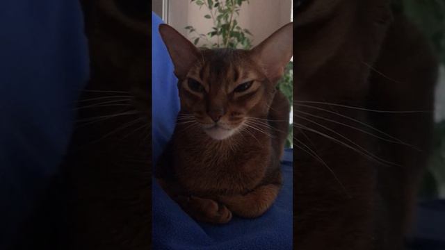 Поцелуй кота взглядом...)