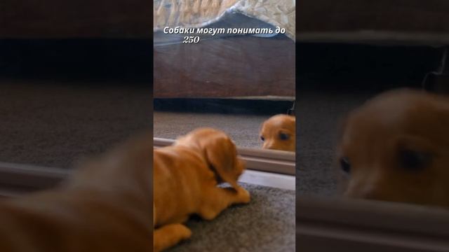 🐕🐕🐕
