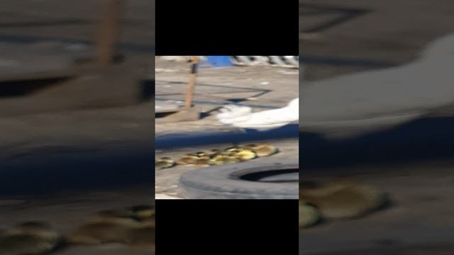 Маленькие дракончики