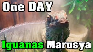 Один день из жизни Игуаны Маруси