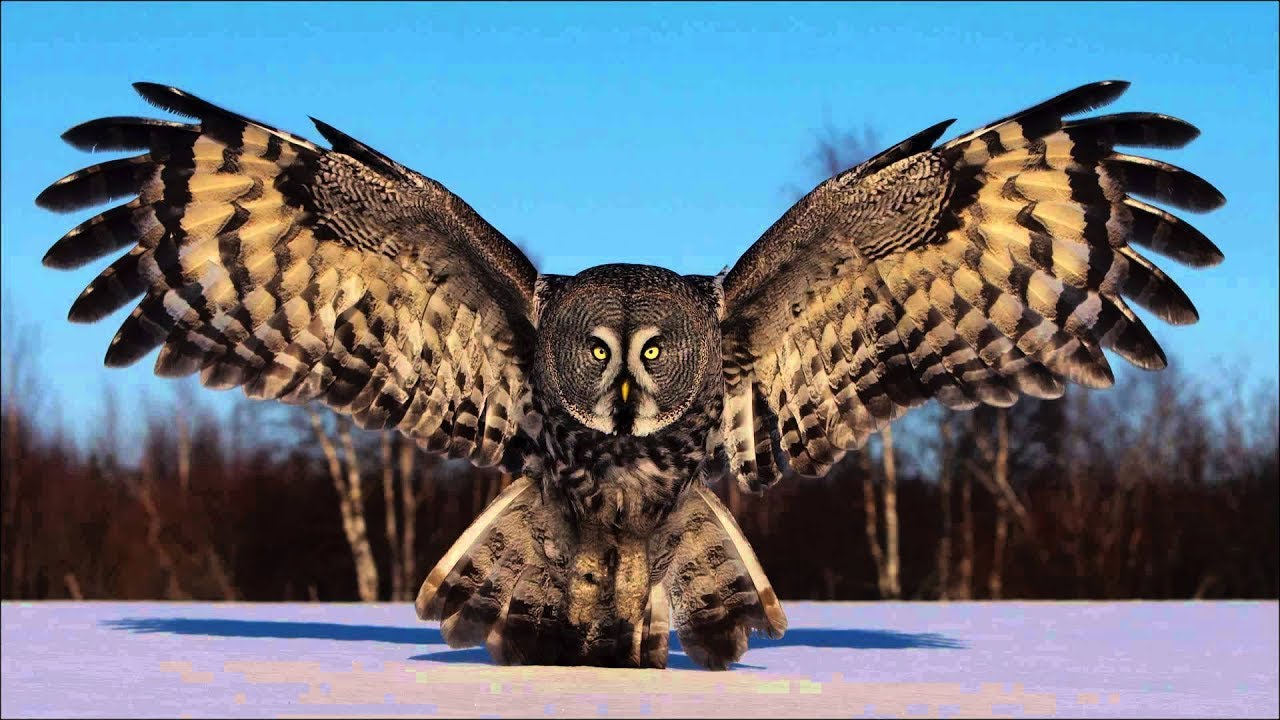 🦉СОВА 🦉 ЗВУК СОВЫ НОЧЬЮ🦉.mp4 смотреть онлайн видео от 💖ПЧЕЛОВОДСТВО И ...