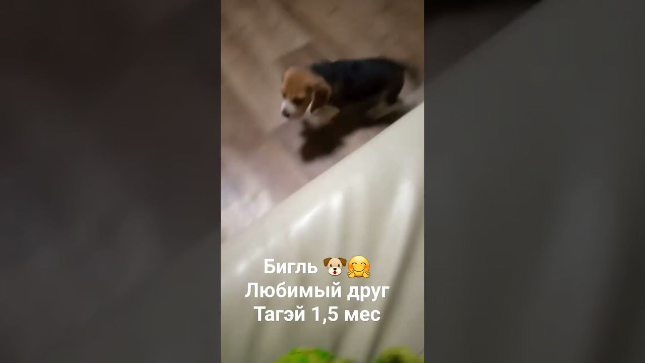 Щенок бигля
