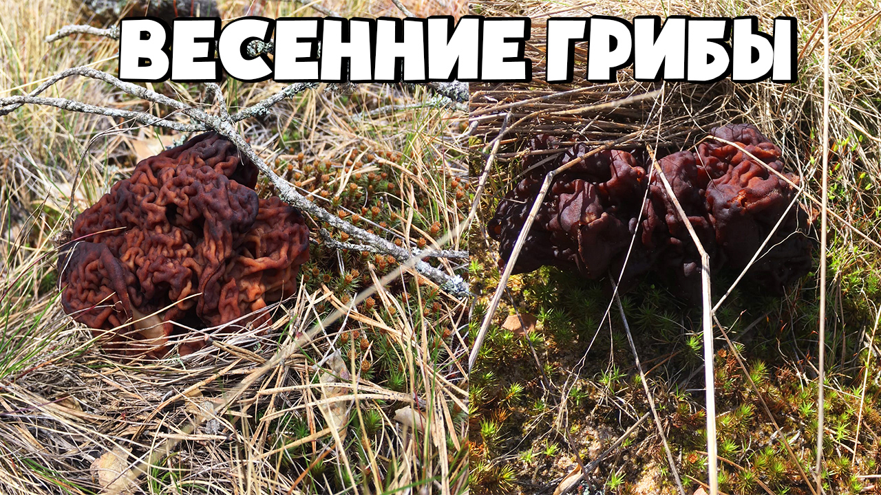 Весенние грибы. Где растут строчки. Сбор строчков
