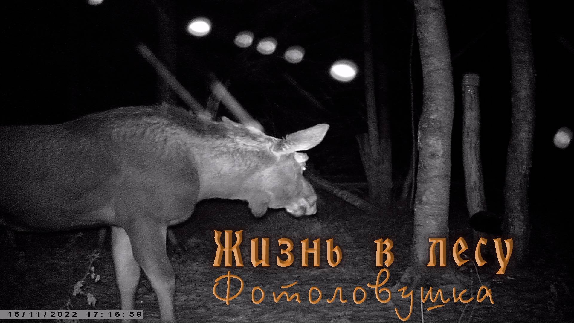 Молодой лось с лосихой на солонце.