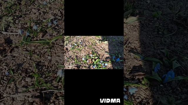 На Кубани весна.?1.03.2024