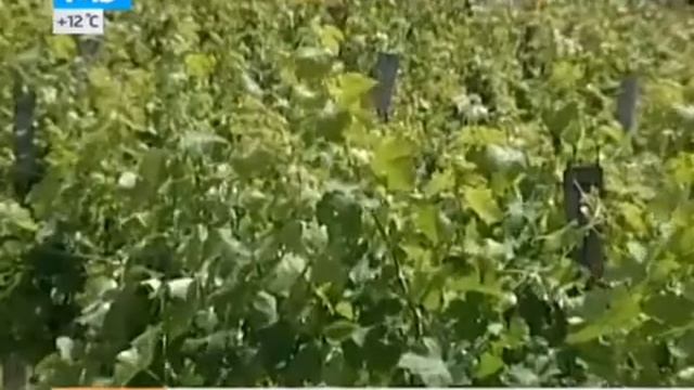 Российские производители вина получат господдержку