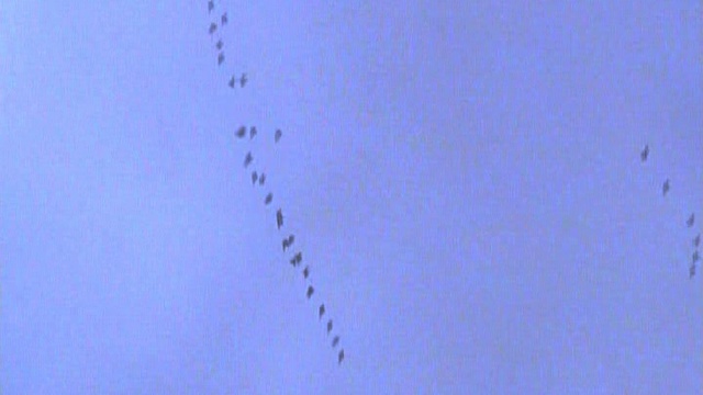 Журавли в тумане