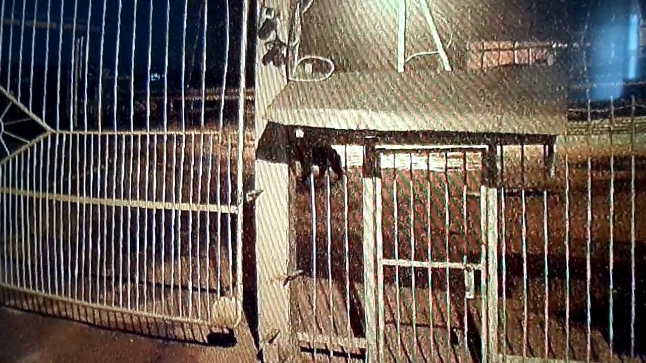 Медведь на проходной ЯНПЗ Д.И.Менделеева